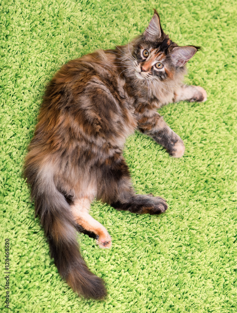 Fluffy Tortoiseshell Cat