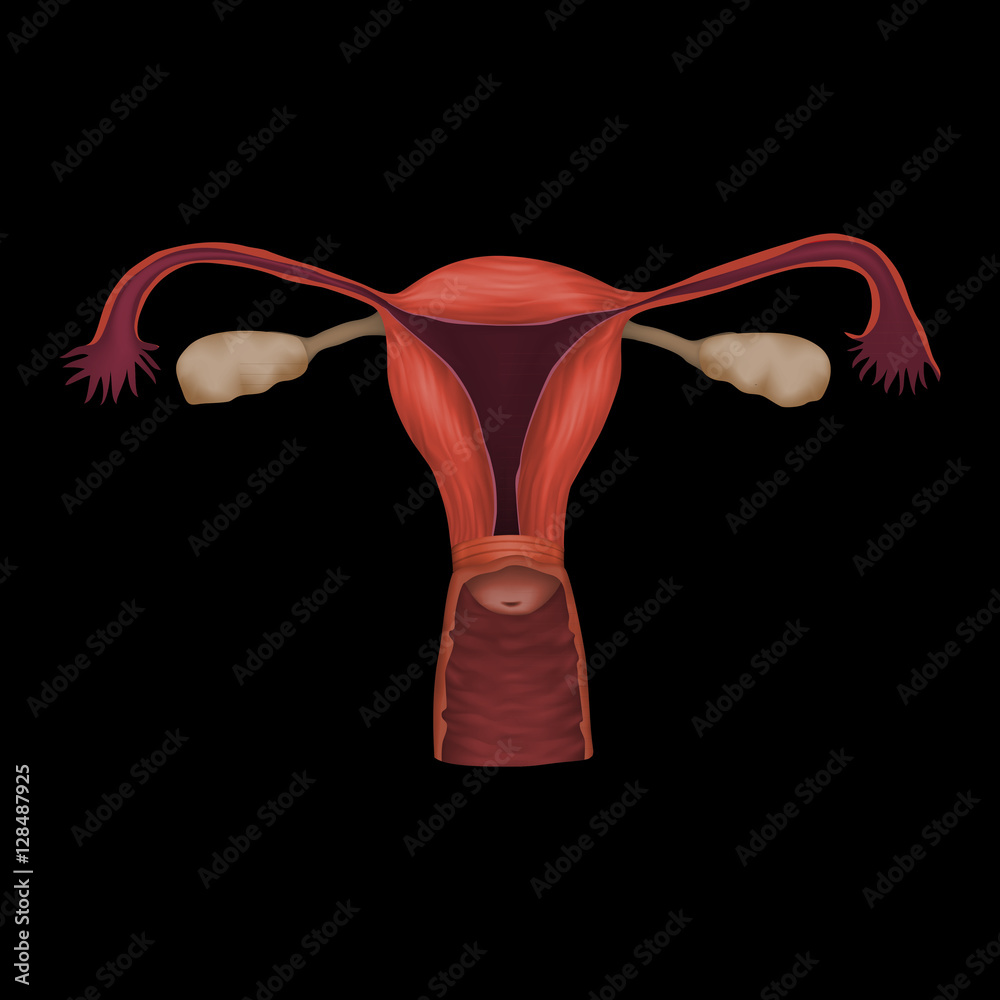 Human realistic uterus. Anatomy illustration. Colored image, black ...