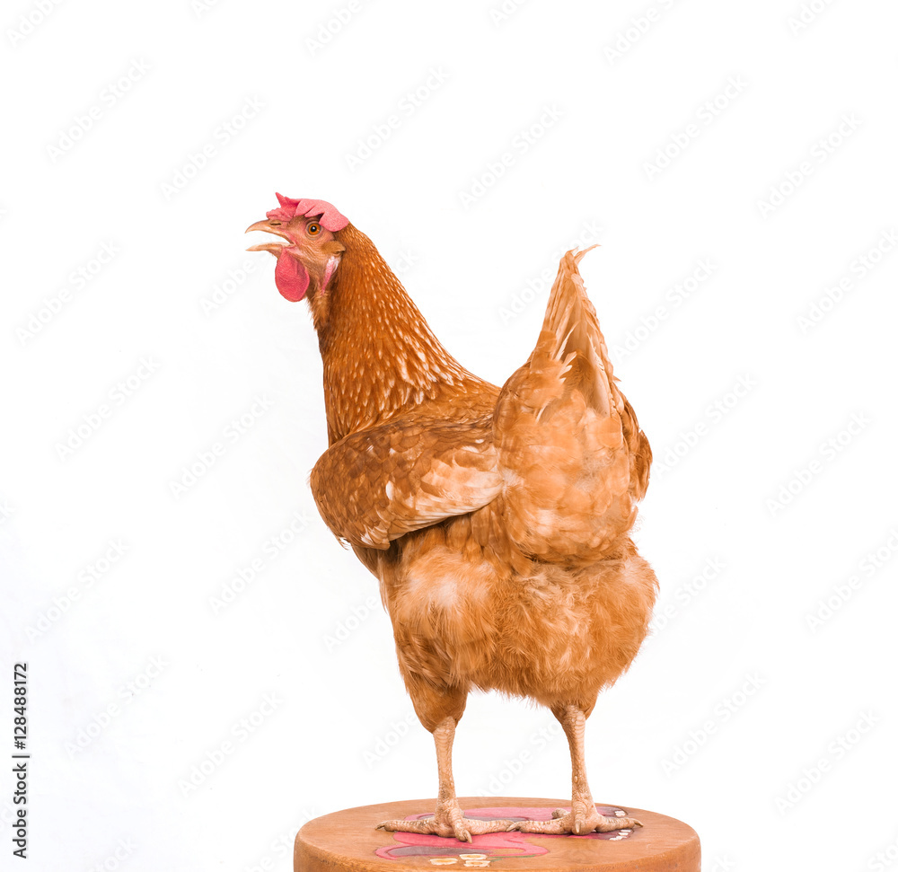 rear view of brown chicken standing on wood path isolate white Stock ...