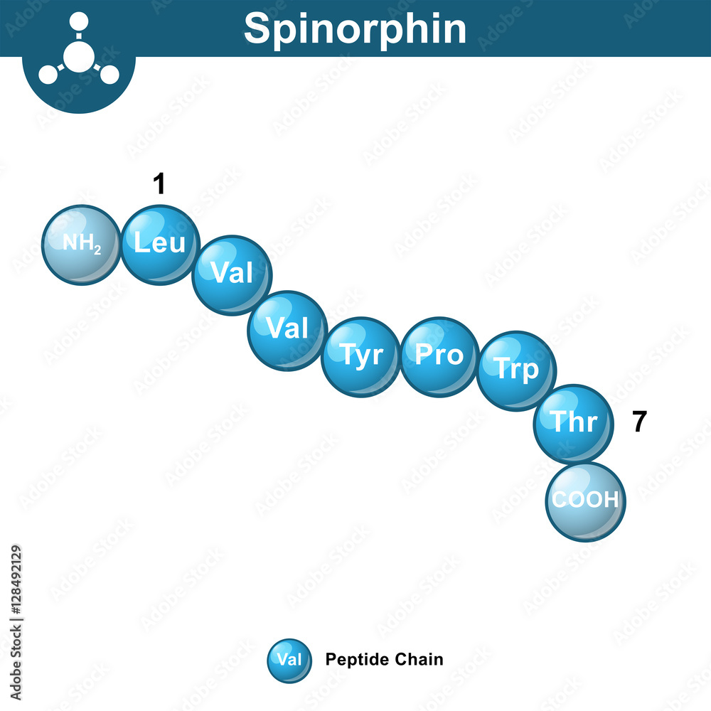 Spinorphin molecular structure, amino acid sequence Stock Vector | Adobe Stock