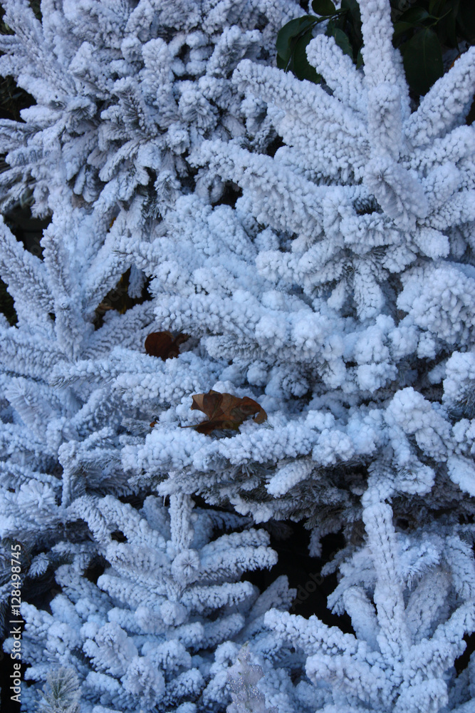 Sapins de Noël enneigés Photos | Adobe Stock
