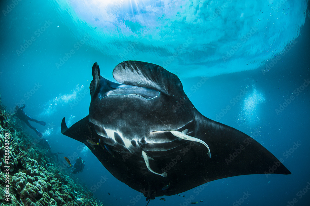 Photo & Art Print Oceanic manta ray in Raja Ampat, Martin