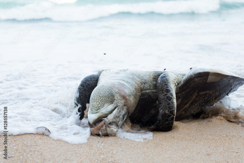 Dead Sea turtles . Stock Photo | Adobe Stock