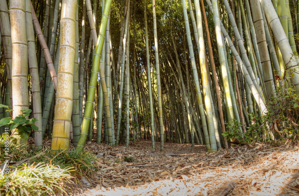 Bamboo path with thick Chinese bamboo growing tall and reaching skyward ...