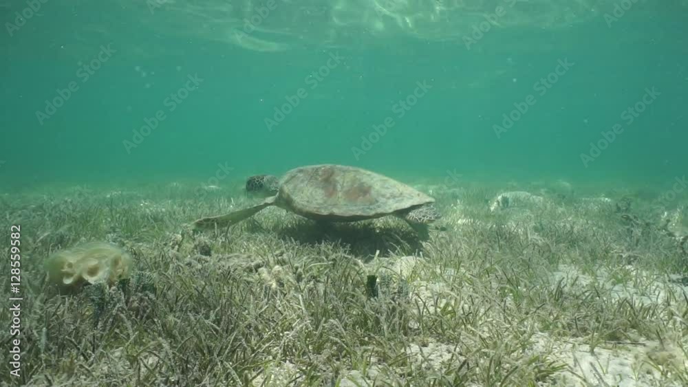 A green sea turtle underwater feeding on seagrass and moving on a ...