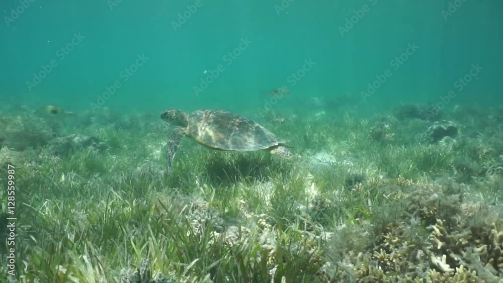 Underwater green sea turtle swims over ocean floor with seagrass and ...