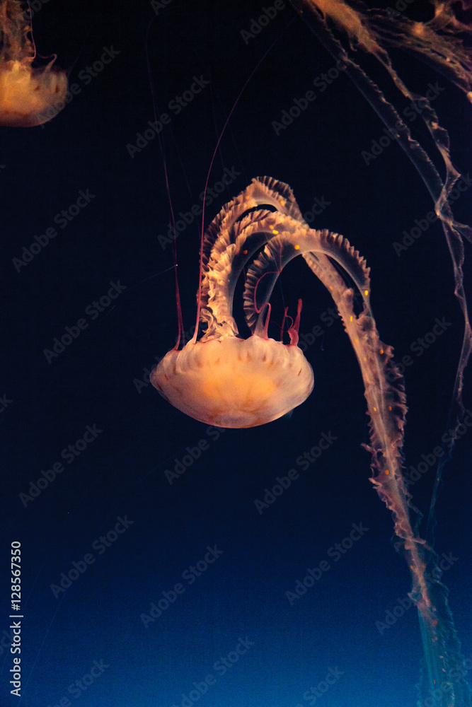 Purple striped jellyfish, Chrysaora colorata, floats gracefully with ...