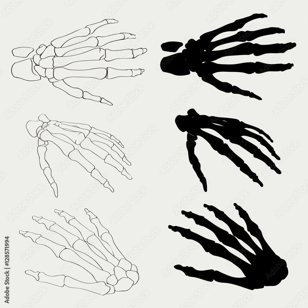 Human hand bones anatomy isolated vector illustration. Black and white ...