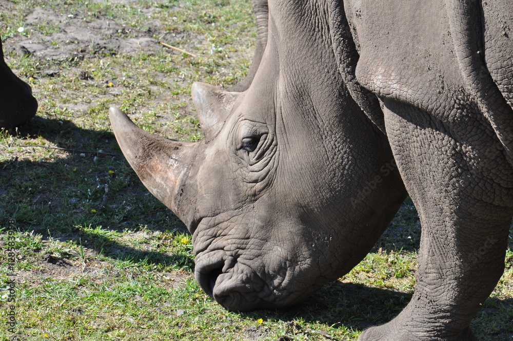 Nashorn Stock Photo | Adobe Stock