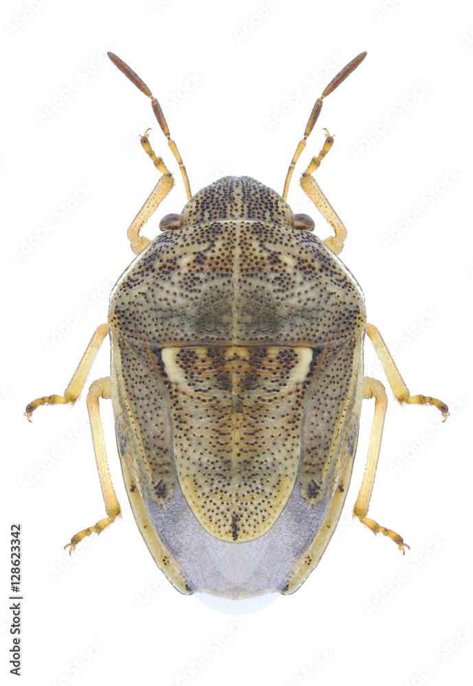 Bug Neottiglossa leporina on a white background Stock Photo | Adobe Stock