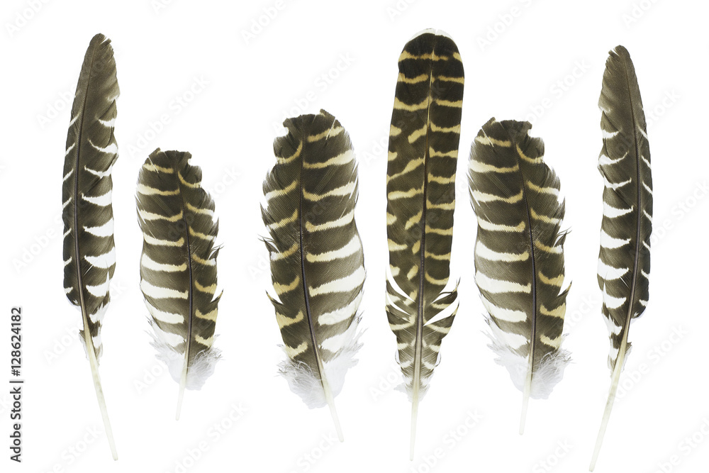 Bird cuckoo's feather isolated on white background with clipping path ...