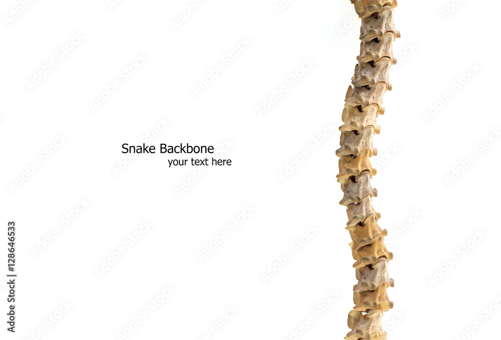 Snake backbone / Backbone of snake on white background. Stock Photo ...