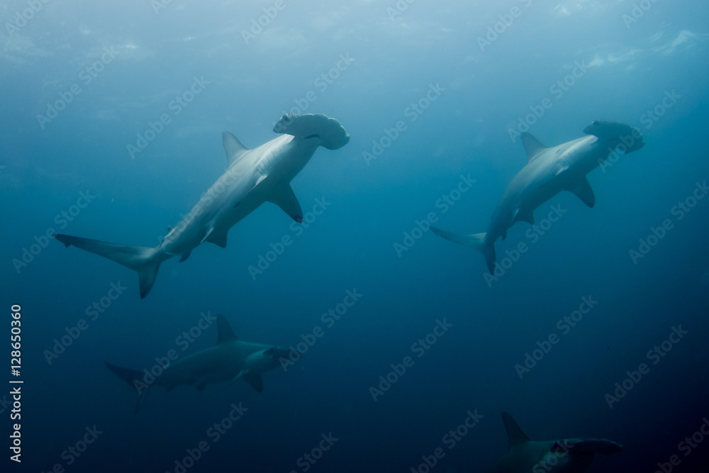 School of hammerhead sharks Stock Photo | Adobe Stock