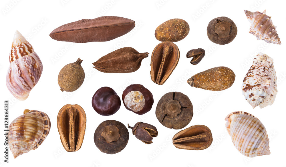 Sea shells, dried fruits and seeds, chestnuts, isolated on white ...