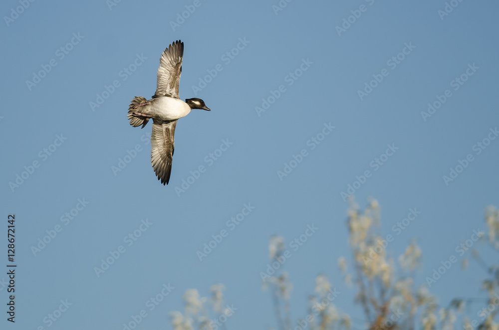 Bufflehead Duck Flying in a Blue Sky Stock Photo | Adobe Stock