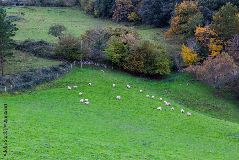 Animales en el pais vasco / Animals in the basque country Stock Photo ...