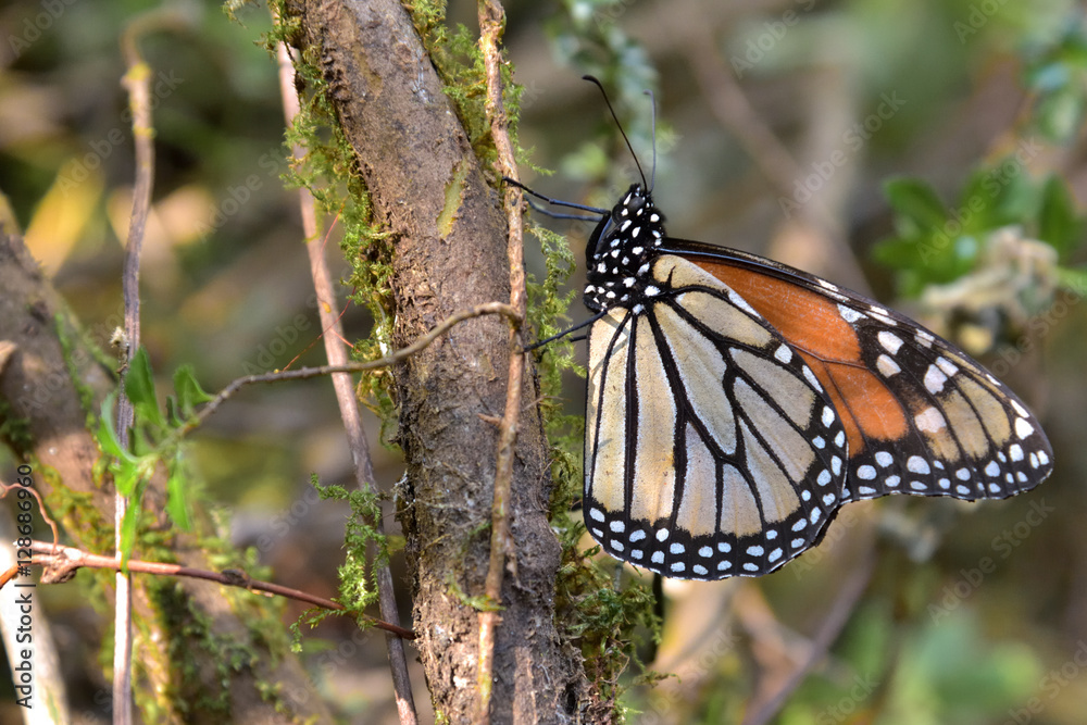 Mariposa Monarca Stock Photo | Adobe Stock