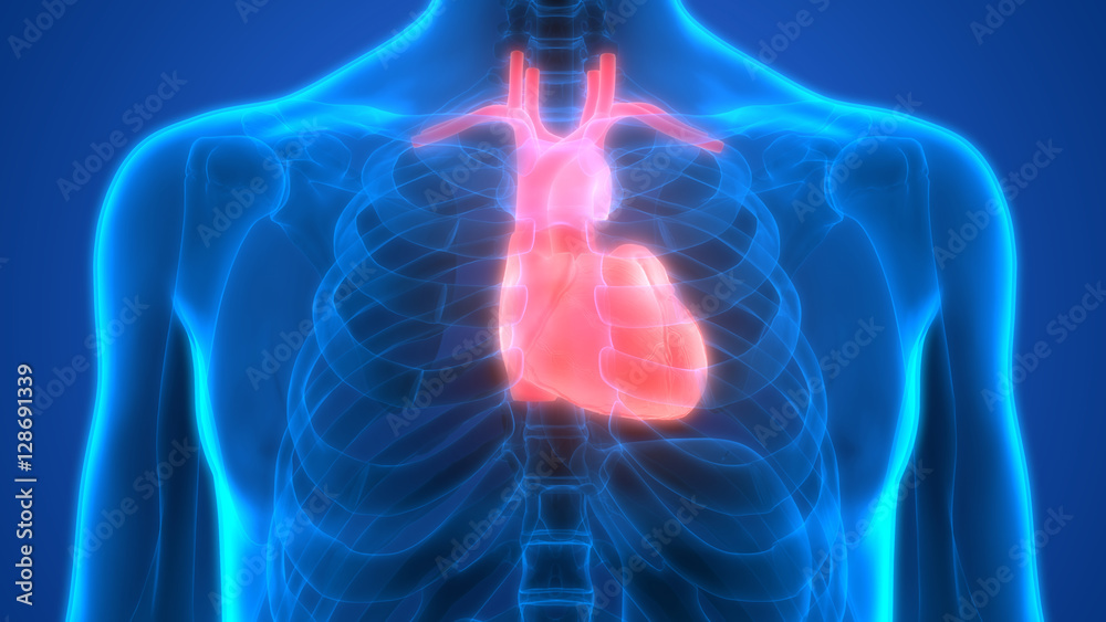 Human Body Organs (Heart Anatomy) Stock Illustration | Adobe Stock