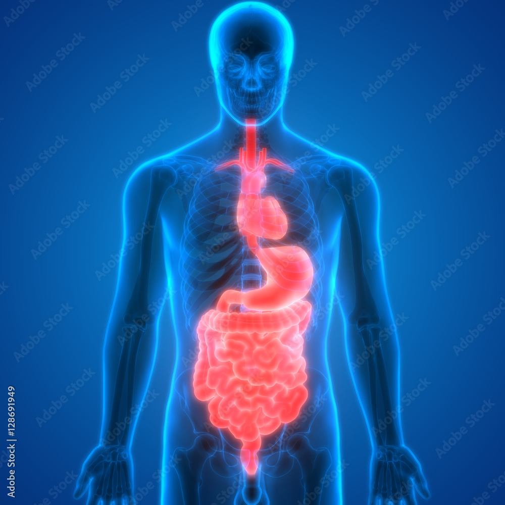 Human Body Organs Anatomy (Heart with Digestive system) Stock ...