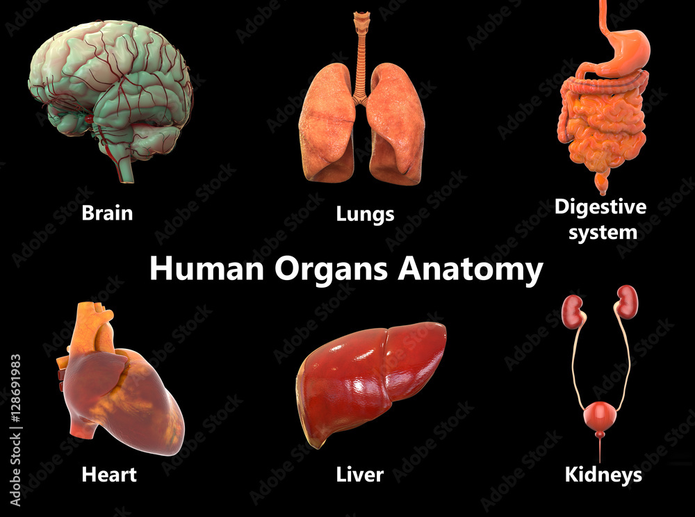 Human Body Organs Anatomy (Brain, Lungs, Digestive system, Heart, Liver ...