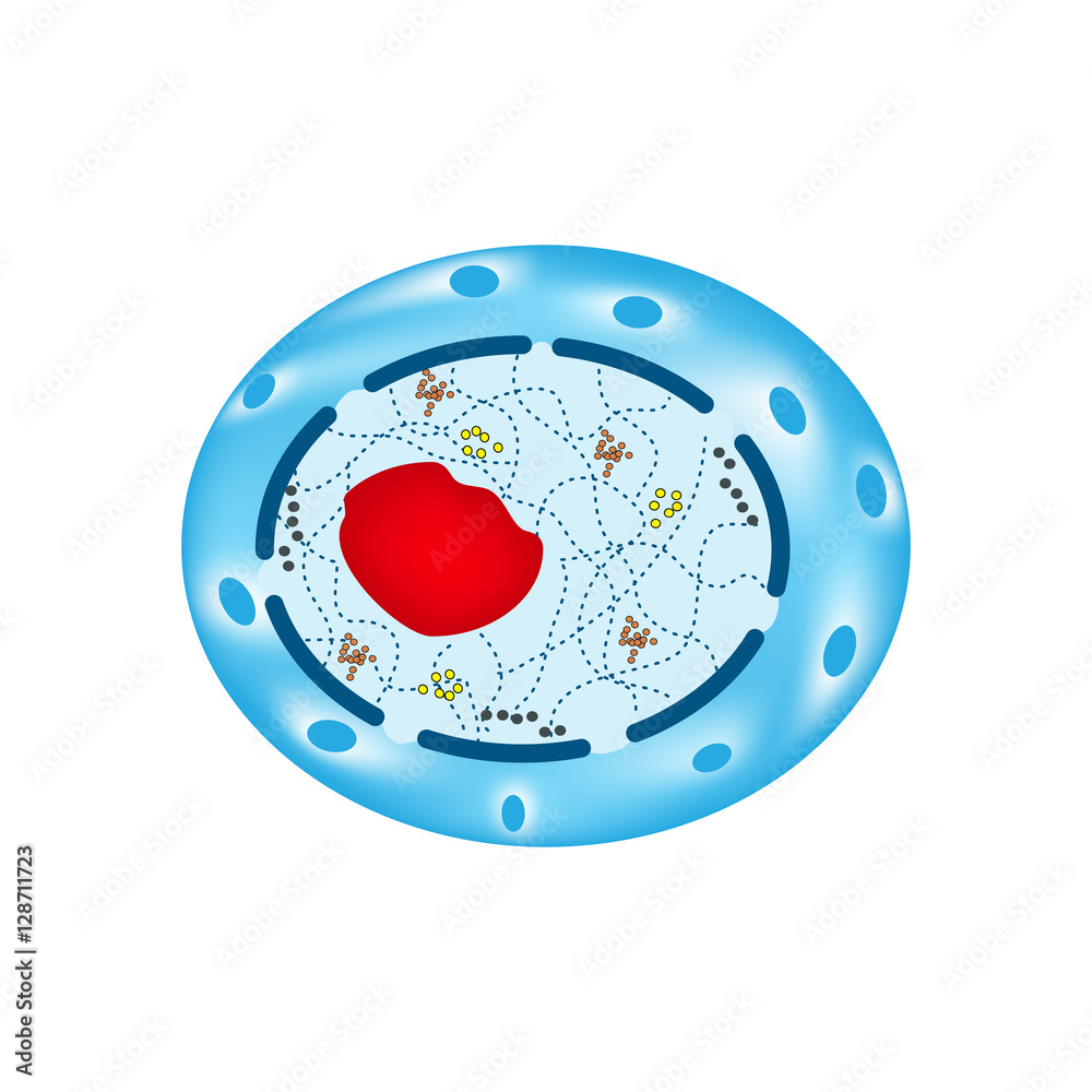 The structure of the human cell nucleus. Infographics. Vector ...