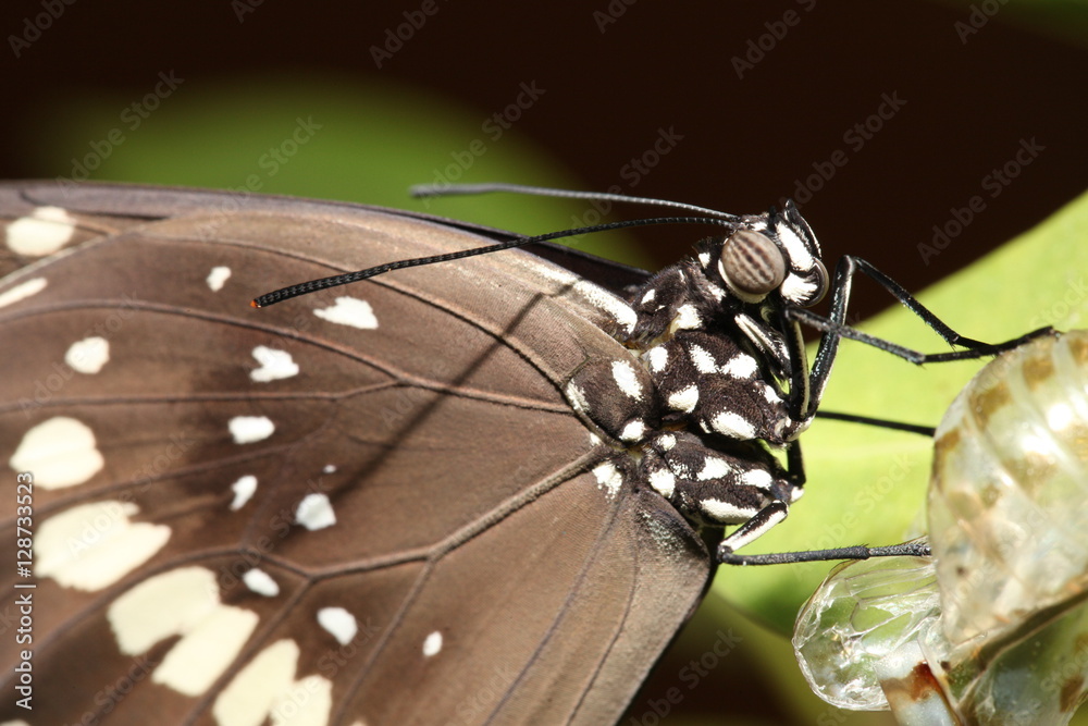 Common Crow butterfly seconds after emerging from pupa Photos | Adobe Stock