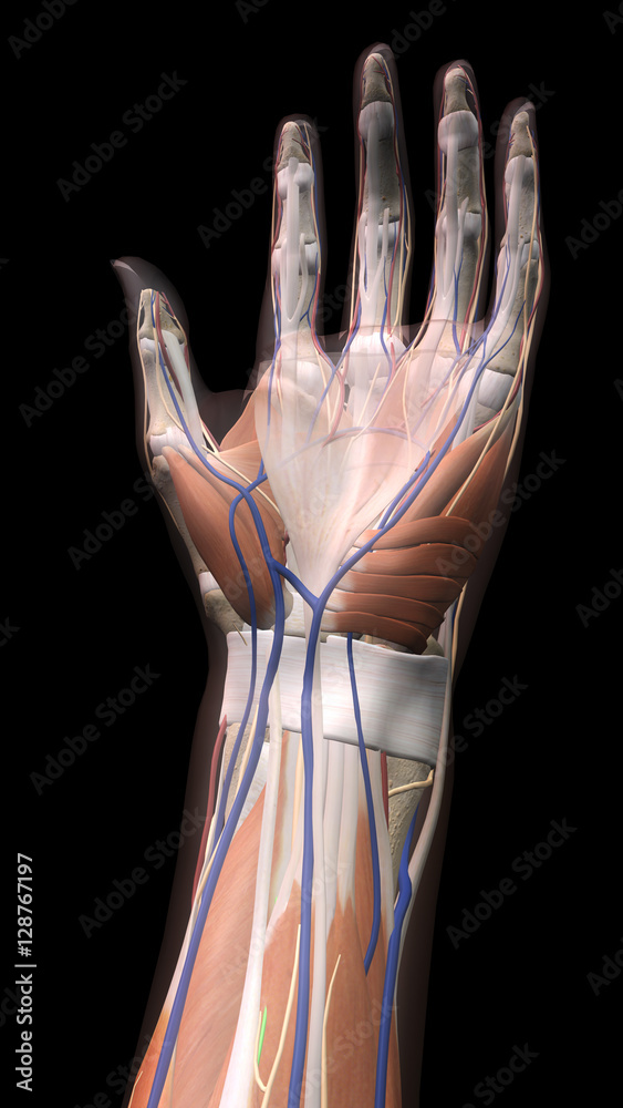 Female Hand Anatomy Ventral View Vertical Black Background Stock ...
