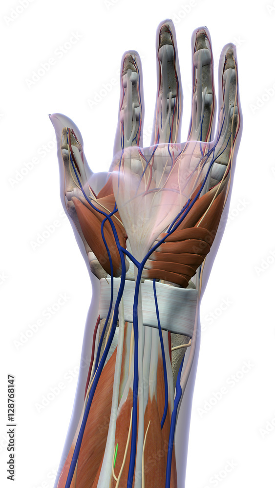 Female Hand and Wrist Anatomy Ventral View White Background Stock ...
