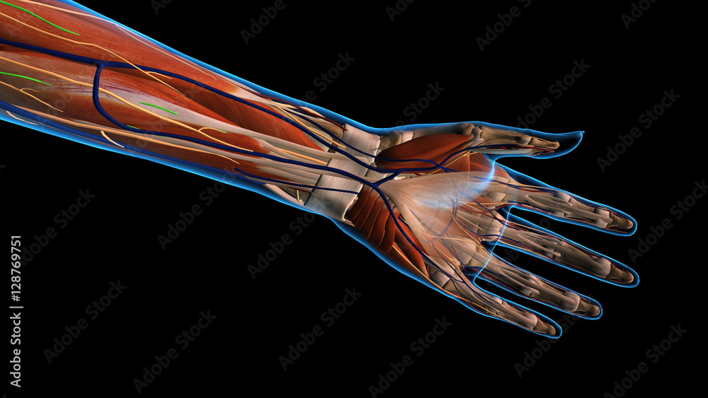 Female Hand and Wrist Anatomy Ventral View Black Background Stock ...