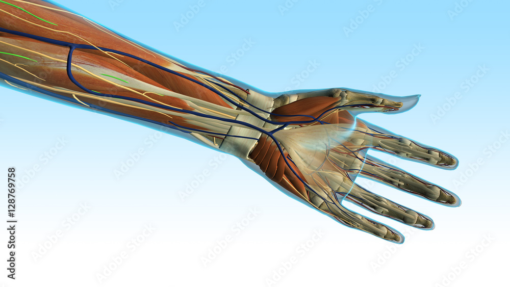 Female Hand and Wrist Anatomy Ventral View Stock Illustration | Adobe Stock