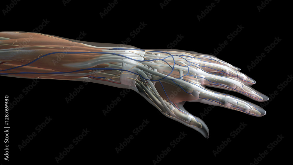 Female Hand and Wrist Anatomy Dorsal View Black Background Stock ...