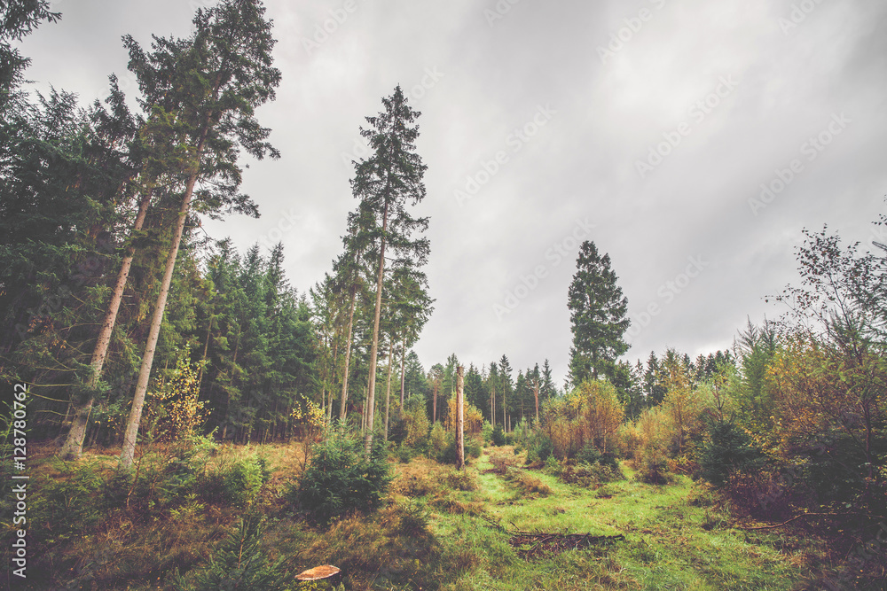 Scandinavian forest in autumn Stock Photo | Adobe Stock