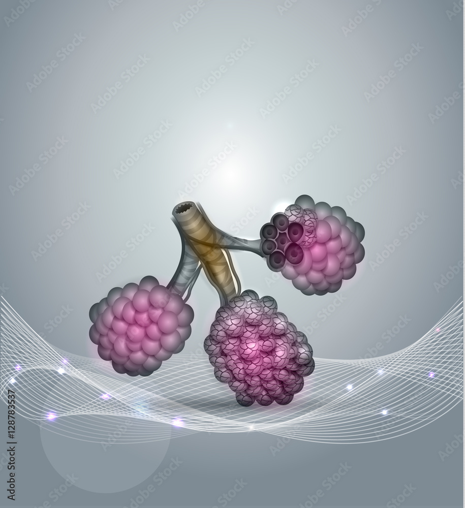 Alveoli anatomy- tiny air spaces in the lungs through which exchanges ...