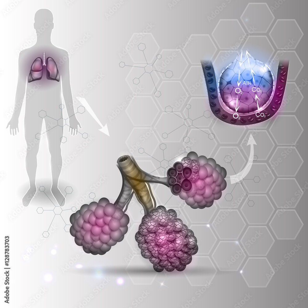 Alveoli anatomy, oxygen and carbon dioxide exchange between alveoli and ...