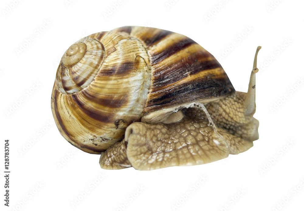snail on white background Stock Photo | Adobe Stock