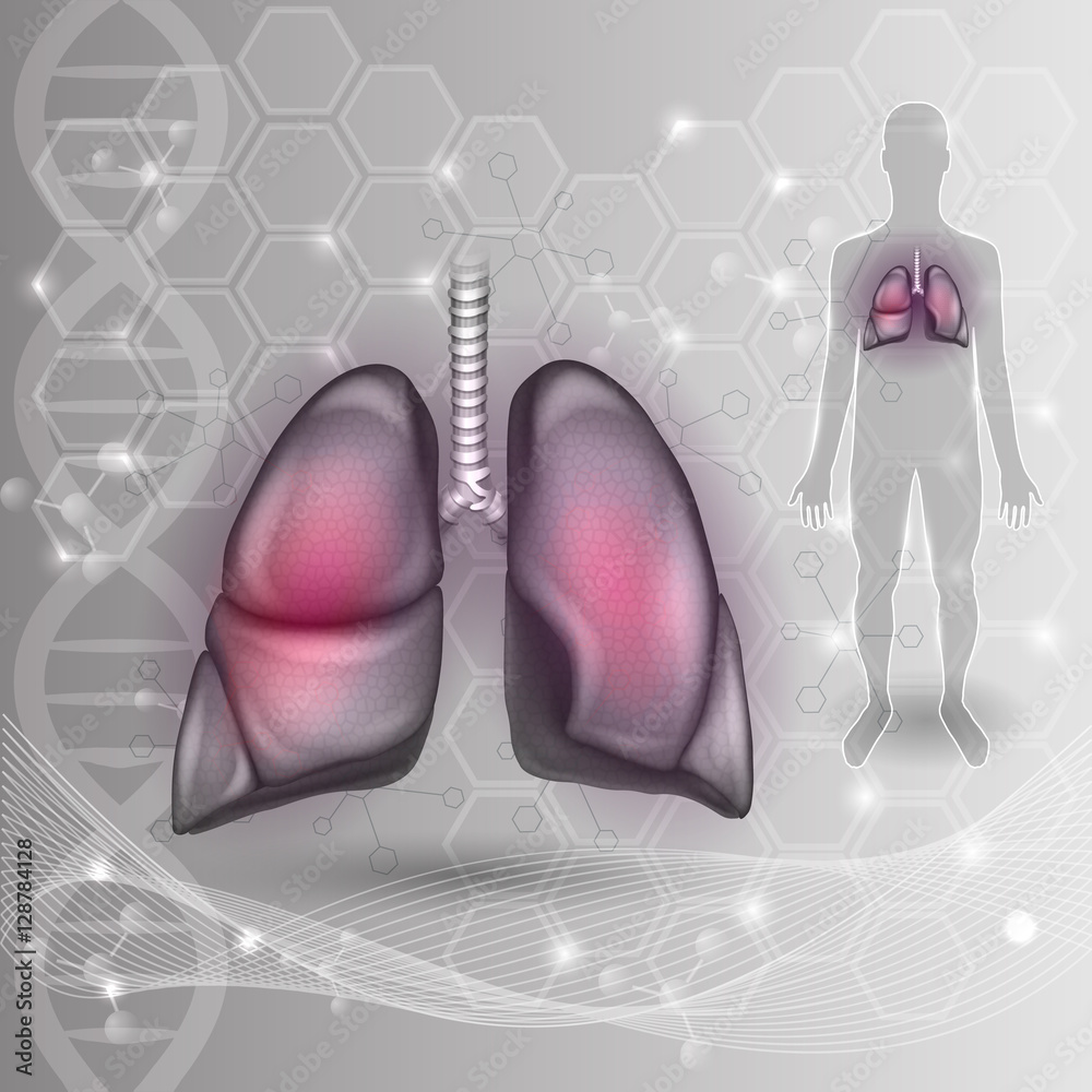 Lungs, respiratory organs detailed anatomy illustration on a an ...