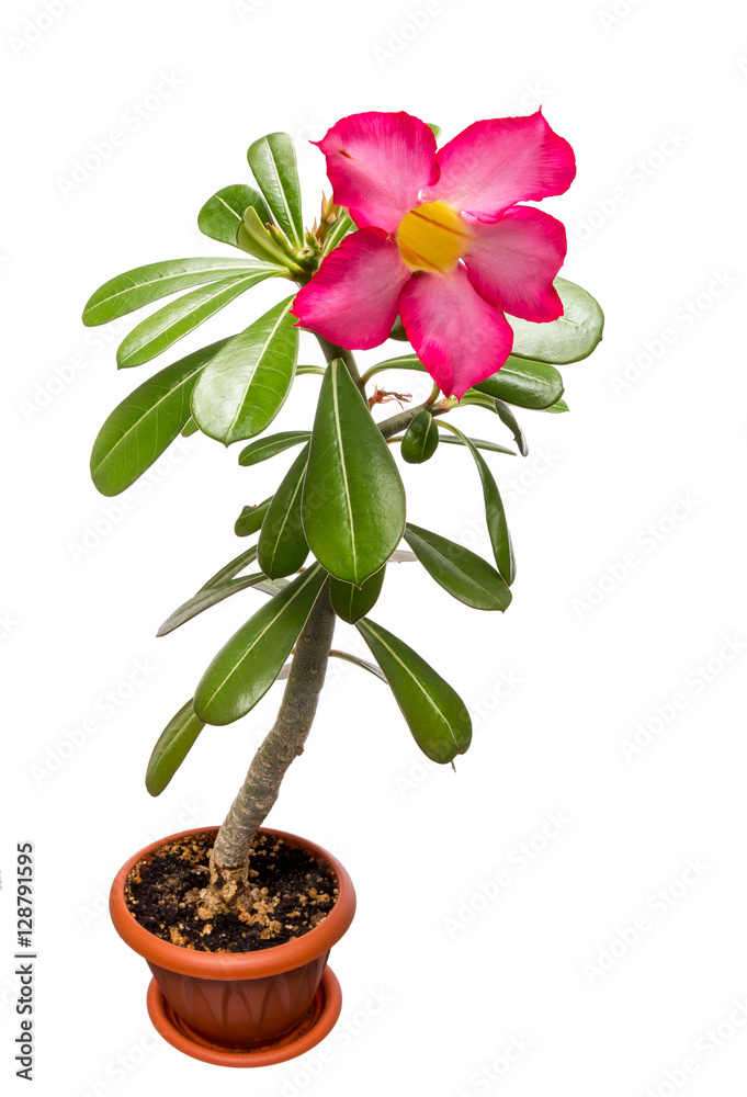 Flower Adenium Obesum. Flower, poisonous. houseplant, Africa - wild ...