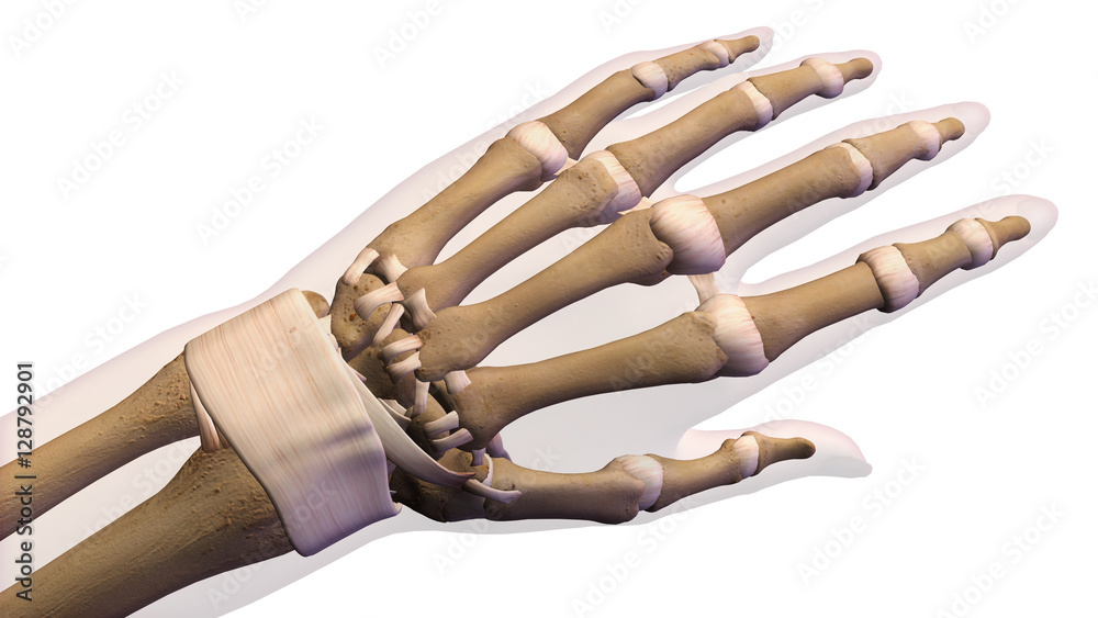 Hand and Wrist Bones with Cartilage on White Stock Illustration | Adobe ...