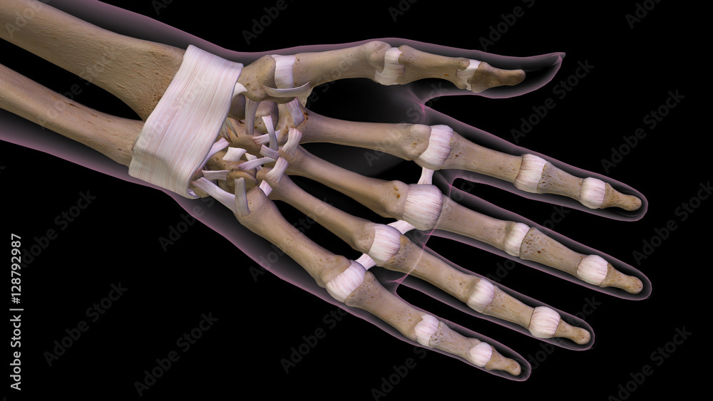 Hand and Wrist Bones with Cartilage on Black Stock Illustration | Adobe ...
