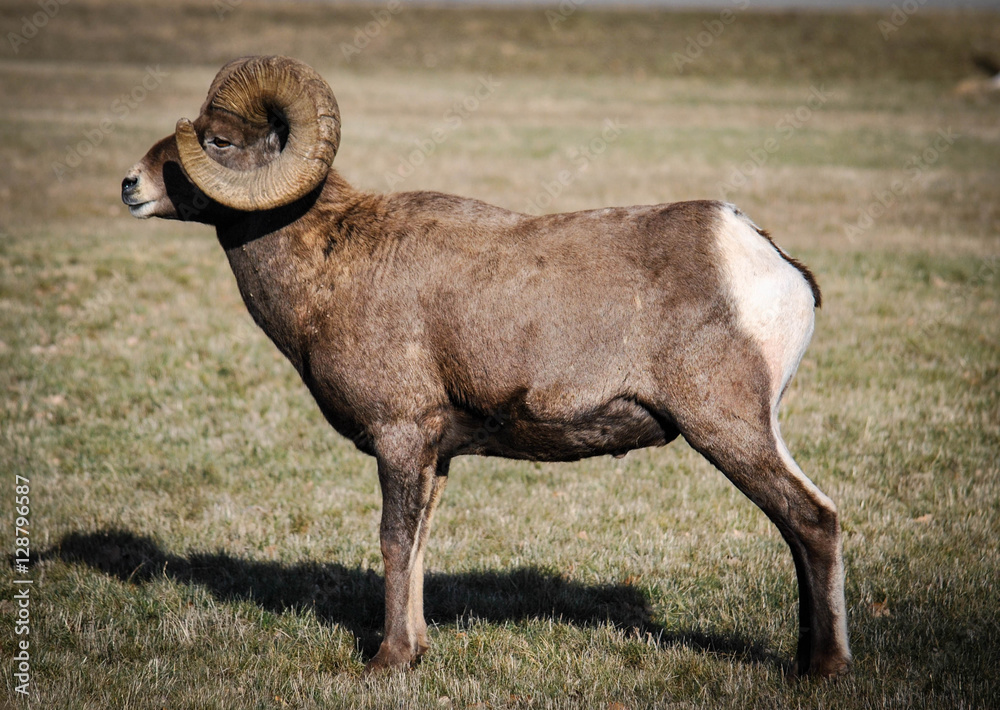 Full Curl Ram Stock Photo | Adobe Stock