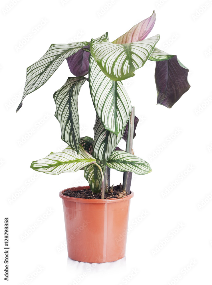 Calathea in pot isolated on white background Stock Photo | Adobe Stock