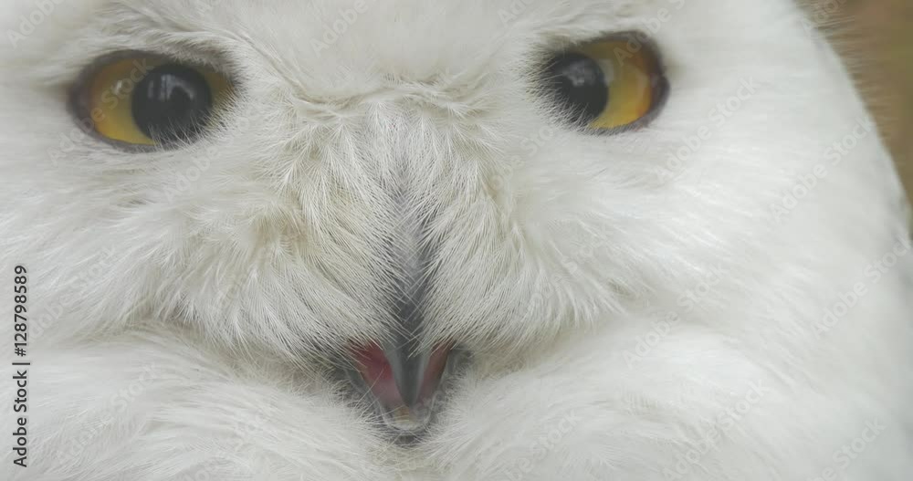Polar Owl Opens Its Beak Blinks the Eyes Animals Observation in a Zoo ...
