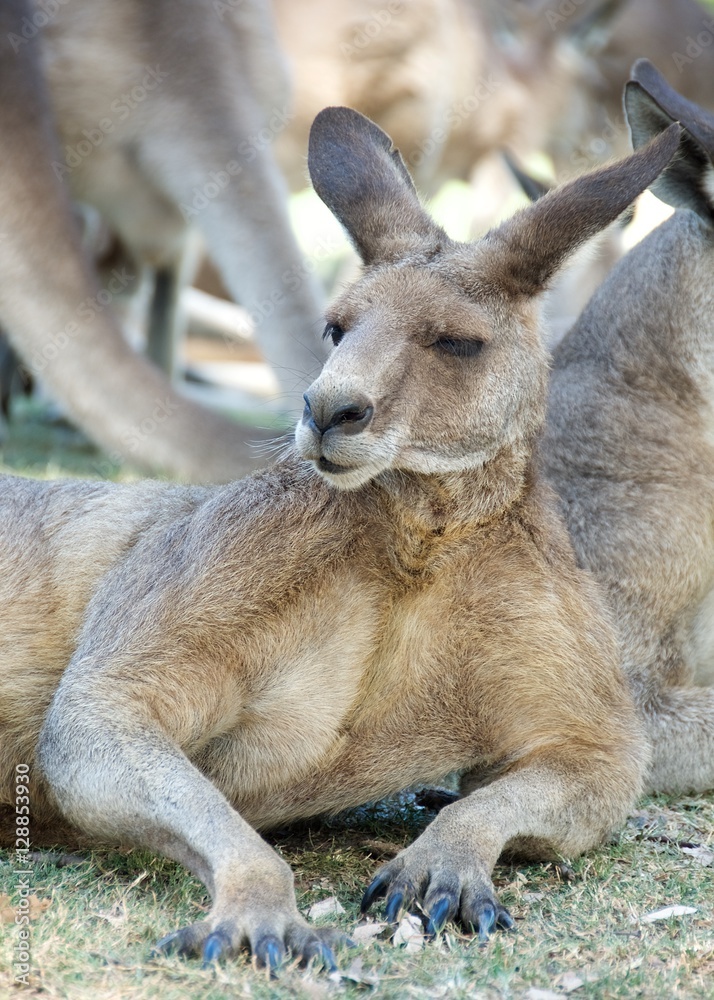 Kangaroo resting up in grasslands in the Australian Outback. Young ...