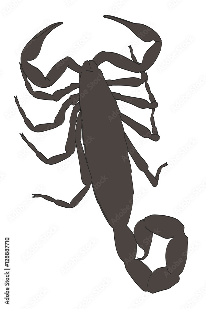 2d cartoon illustration of scorpion Stock Illustration | Adobe Stock