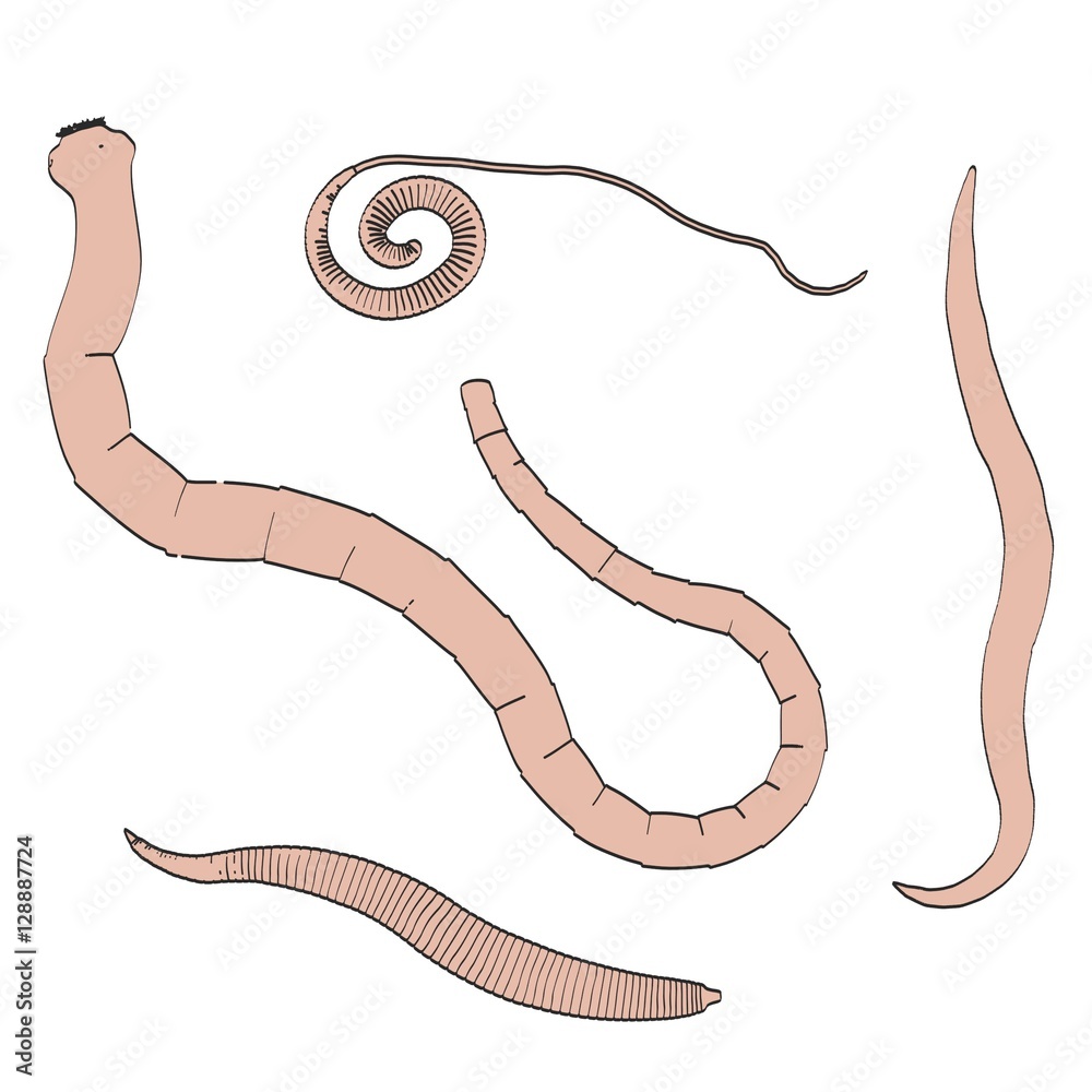 2d cartoon illustration of digestive parasites Stock Illustration ...