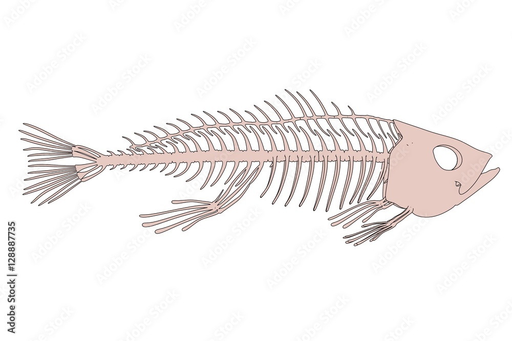 2d cartoon illustration of fish skeleton Stock Illustration | Adobe Stock
