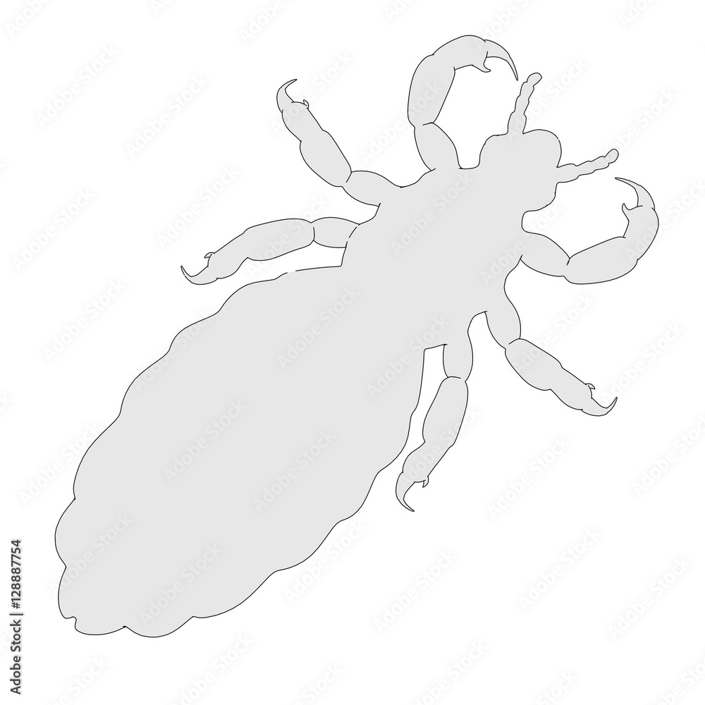 2d cartoon illustration of louse Stock Illustration | Adobe Stock