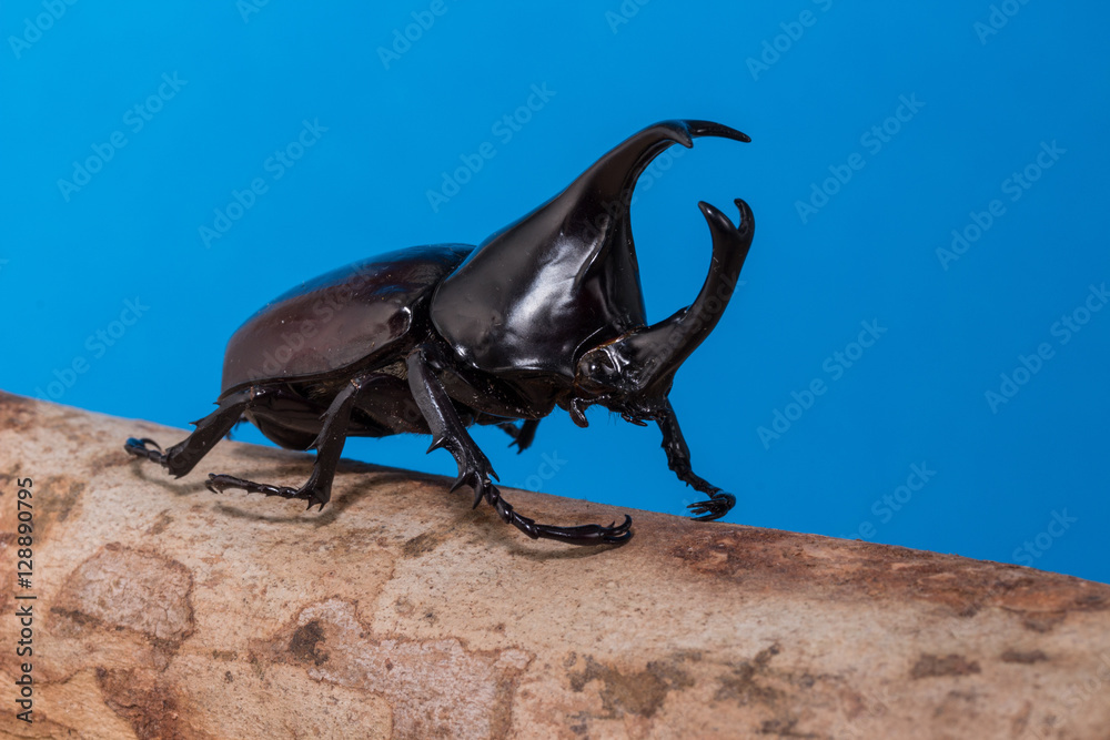 Male Rhinoceros beetle Stock Photo | Adobe Stock