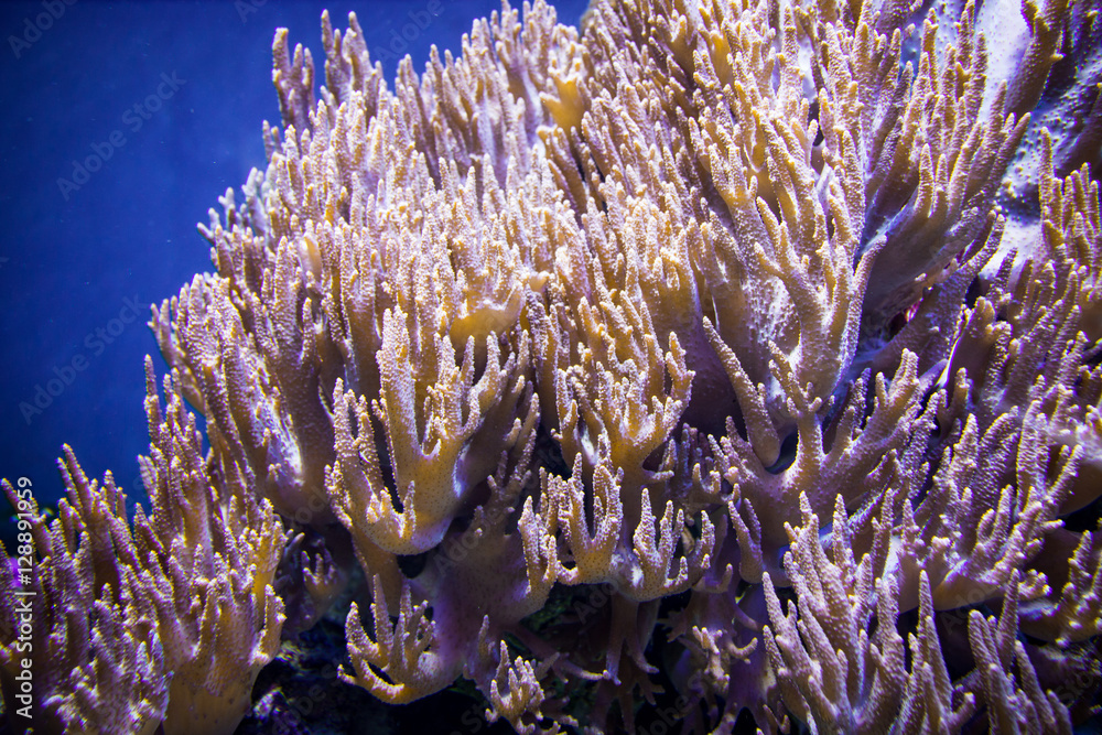 coral Stock Photo | Adobe Stock