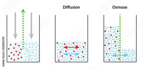 Osmose - Diffusion - Unterschied Stock Illustration | Adobe Stock Osmose - Diffusion - Unterschied Stock Illustration | Adobe Stock